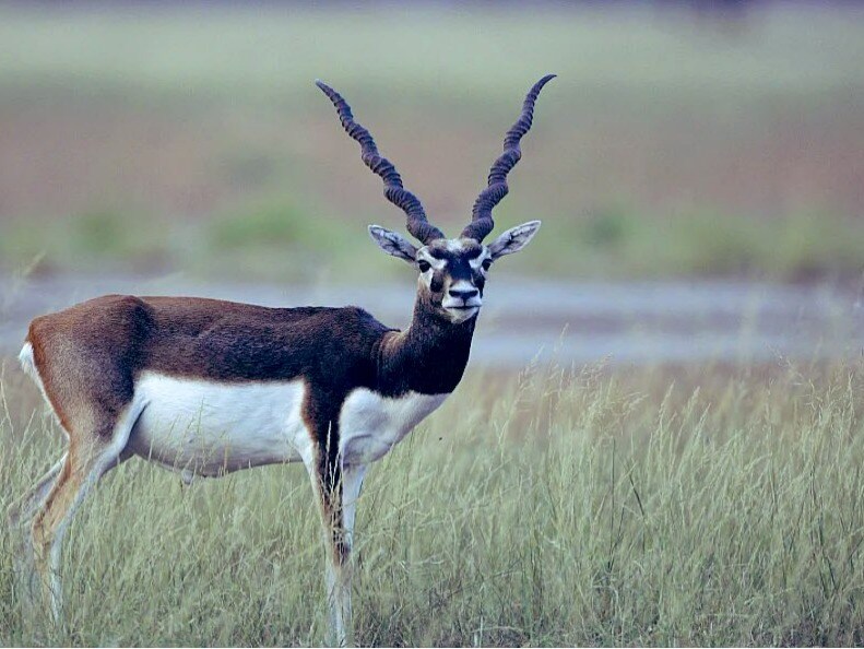 Indian States And Their Iconic Animals