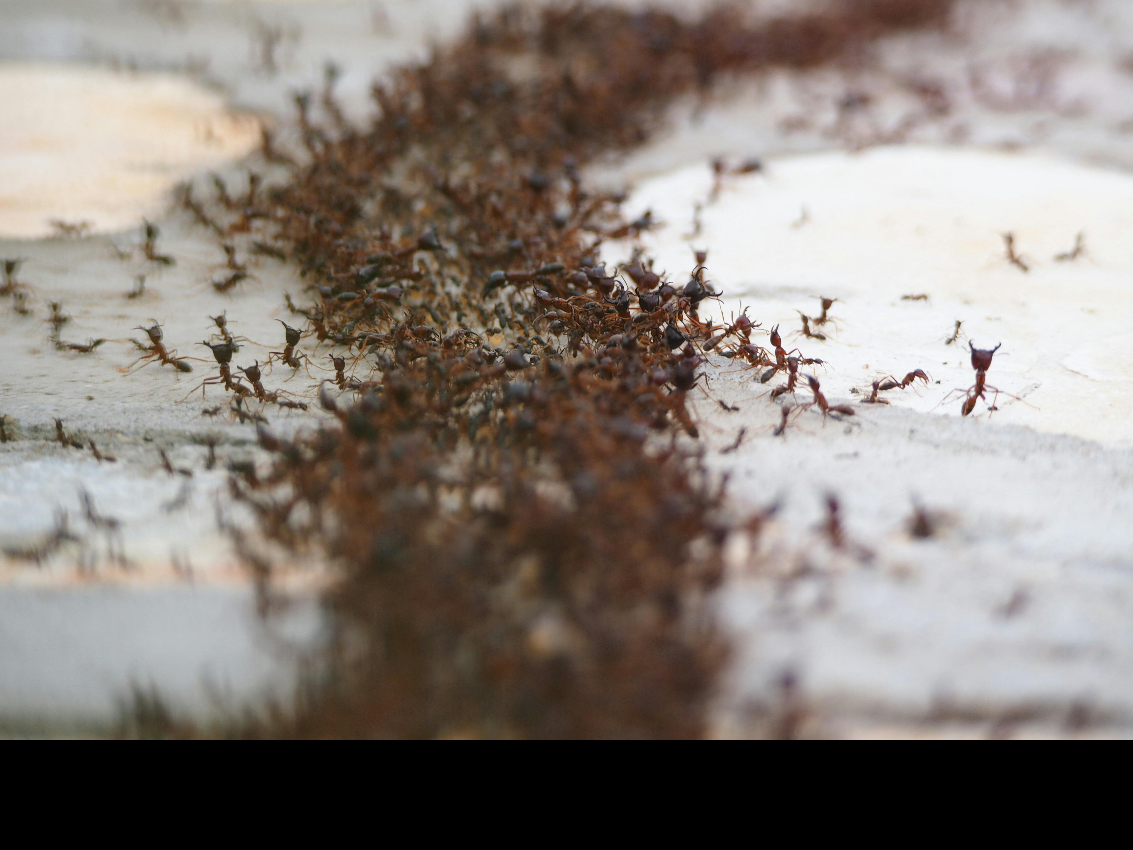 Interesting Facts About Ant Supercolonies