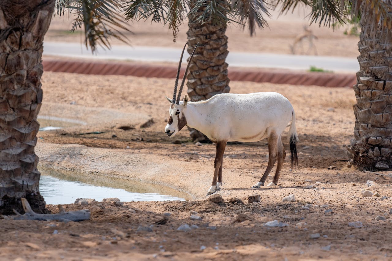 Arabian Oryx Fun Facts