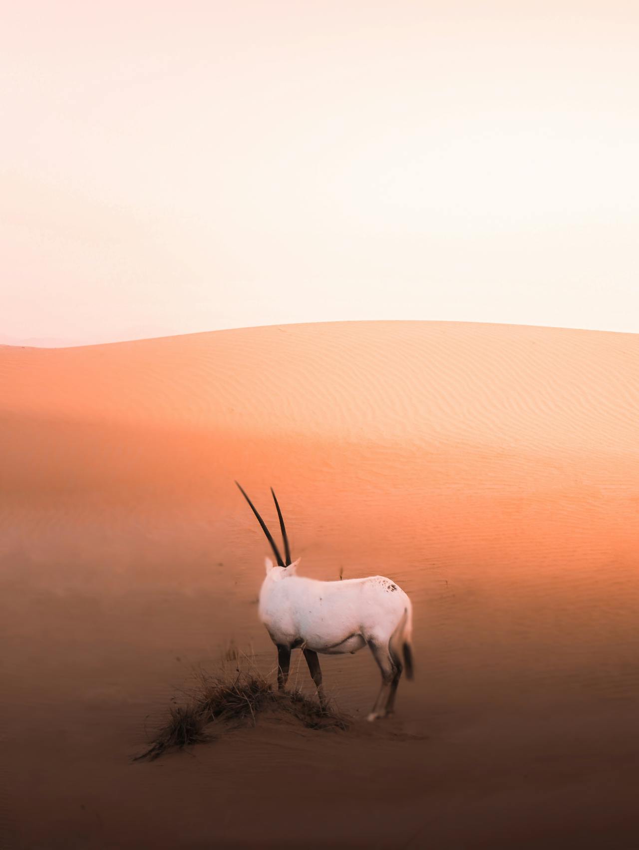Arabian Oryx Fun Facts