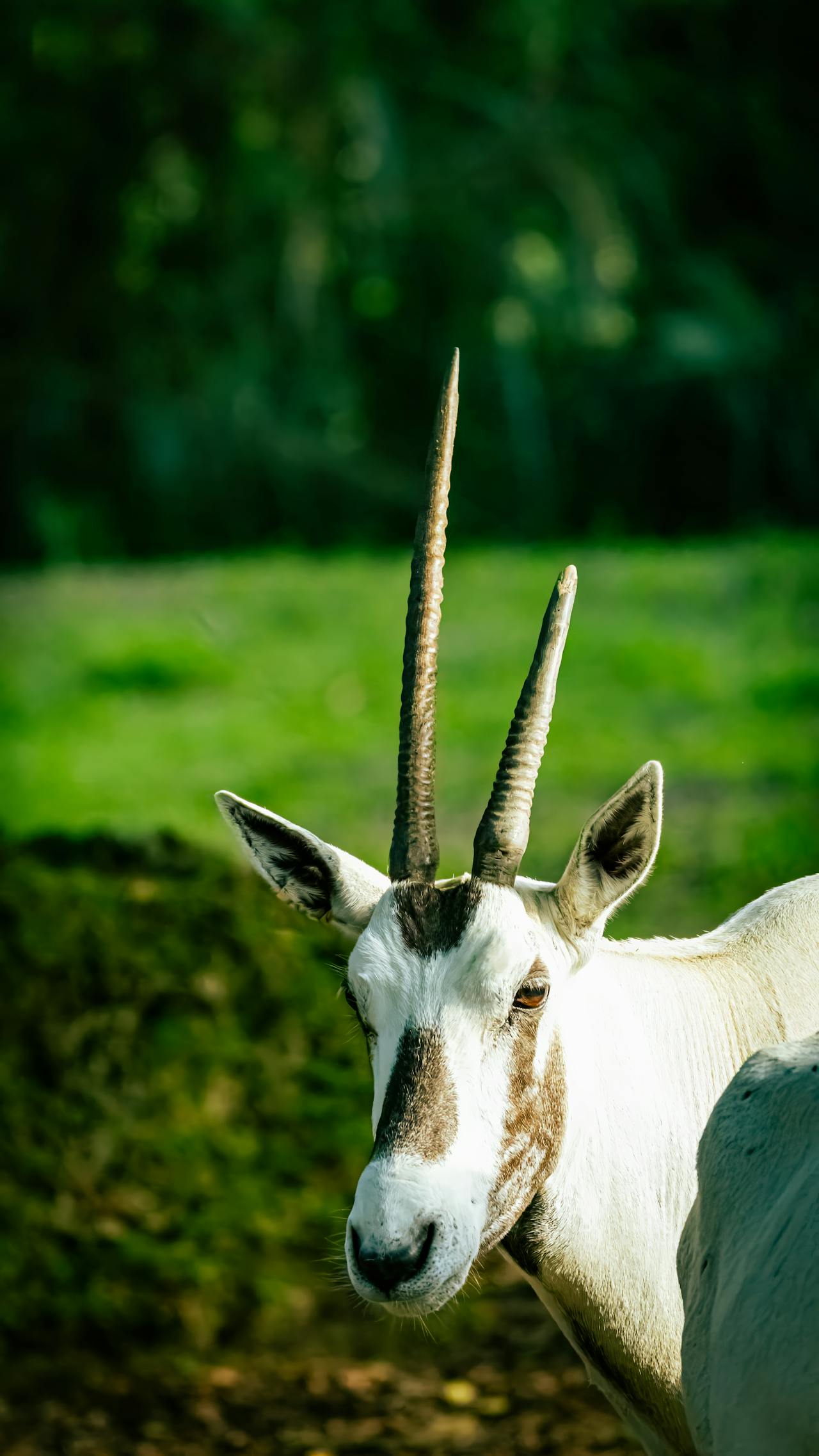 Arabian Oryx Fun Facts