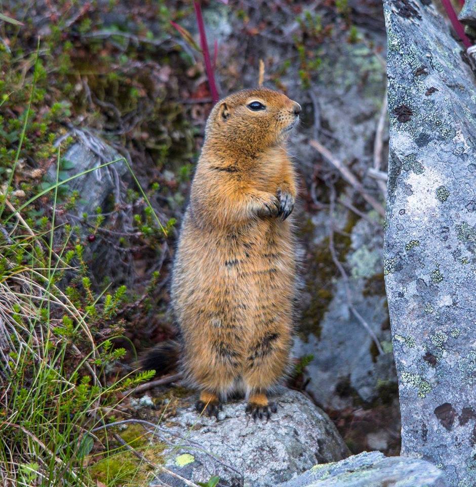 Arctic Squirrel Pokemon