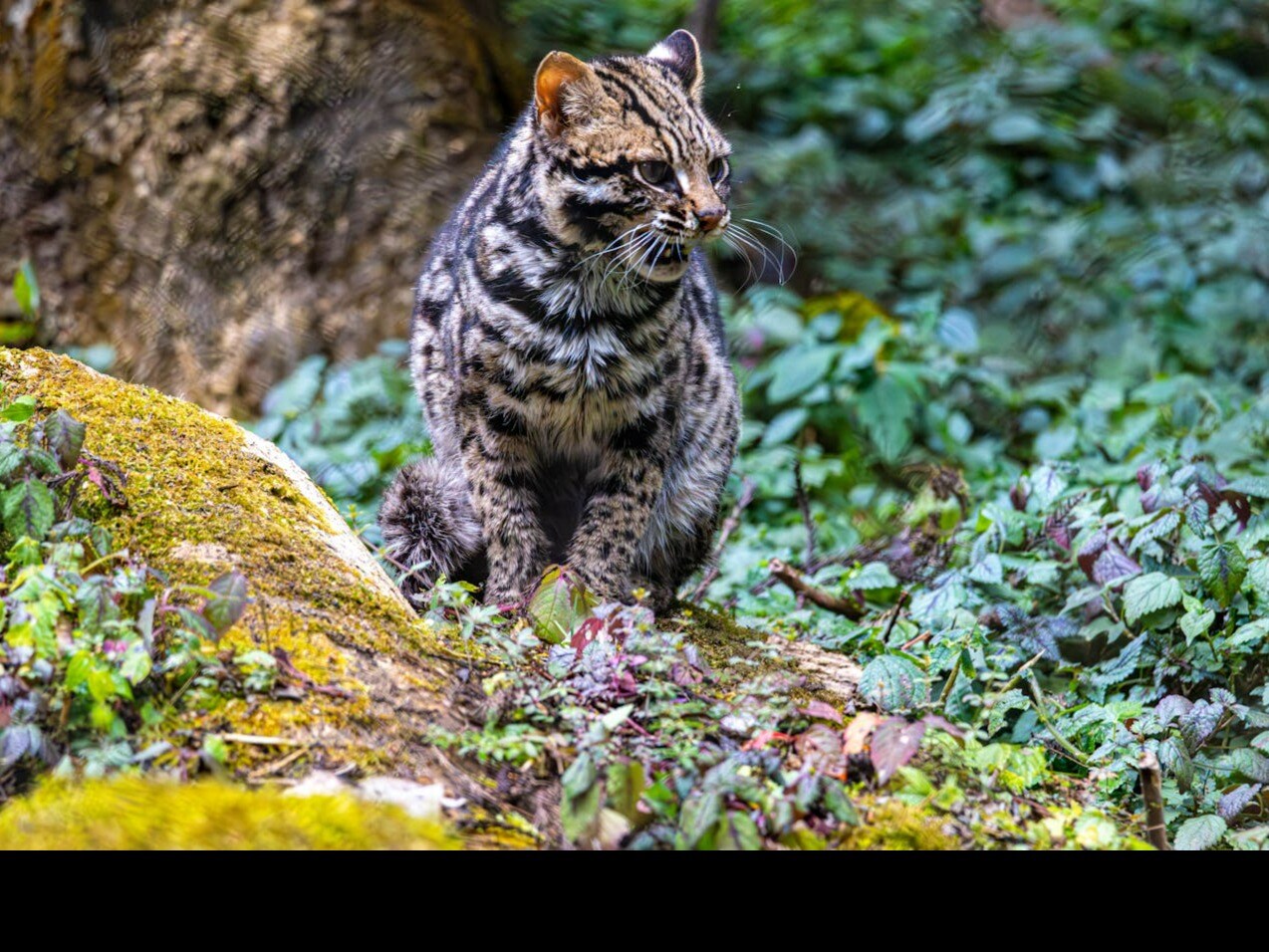 Interesting Facts About Fishing Cat