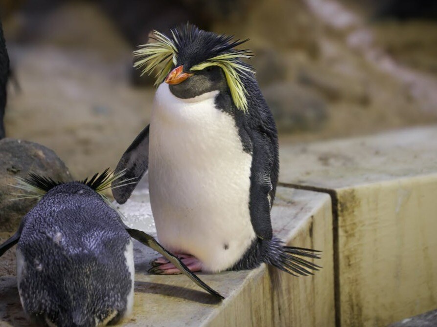 Interesting Facts About Macaroni Penguins