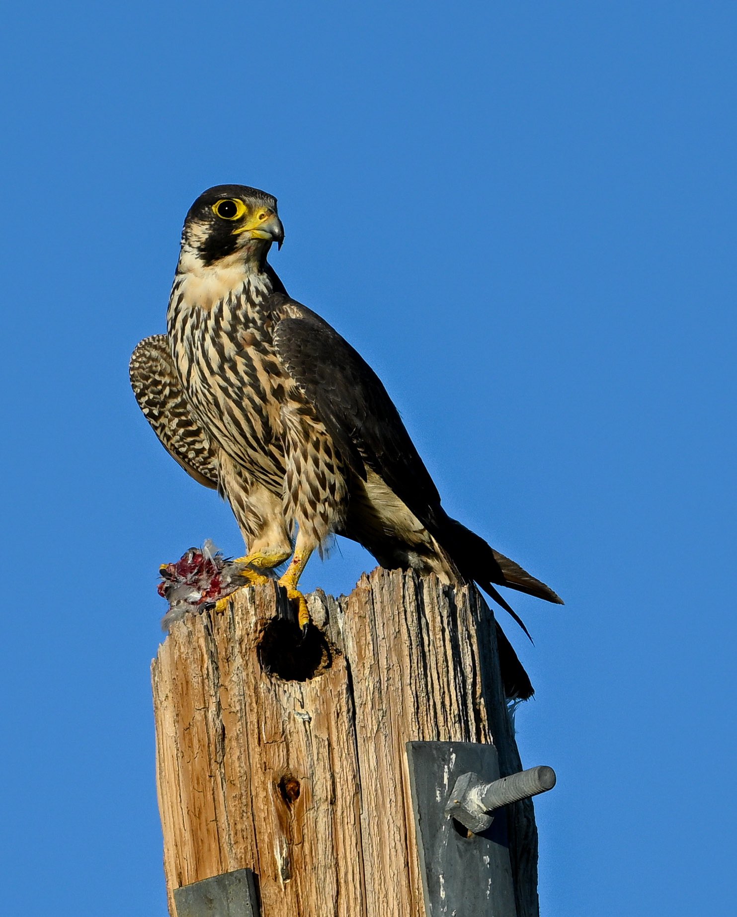 Interesting Facts About Peregrine