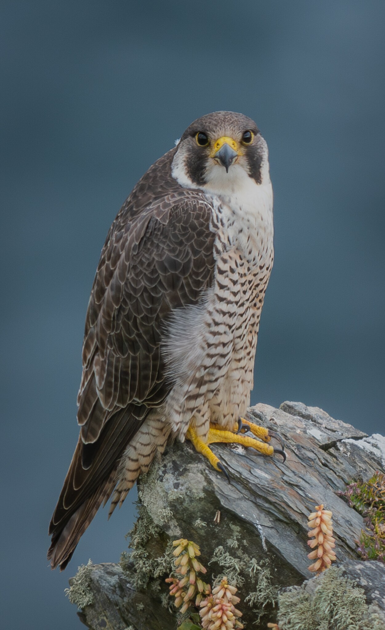 Interesting Facts About Peregrine Peregrine Falcon | Worksheet