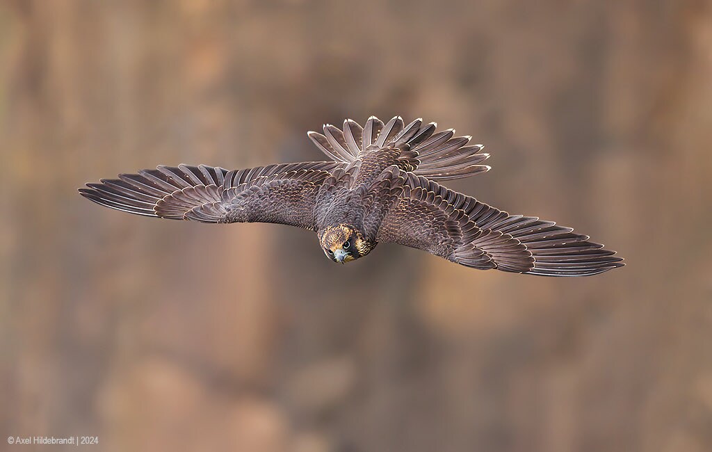 Interesting Facts About Peregrine