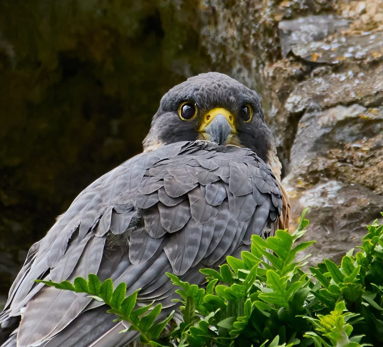 Interesting Facts About Peregrine Peregrine Falcon | Worksheet