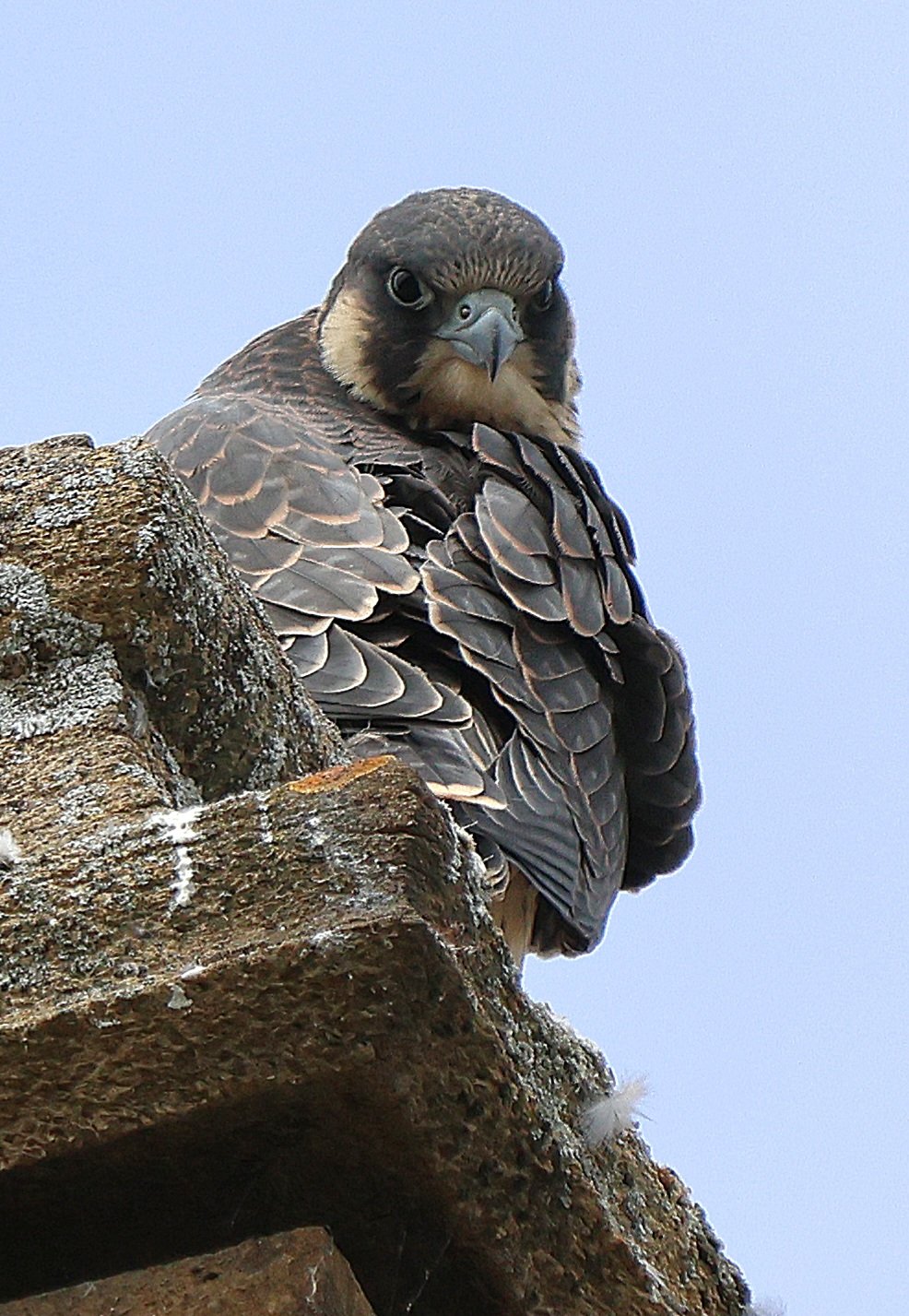 Interesting Facts About Peregrine