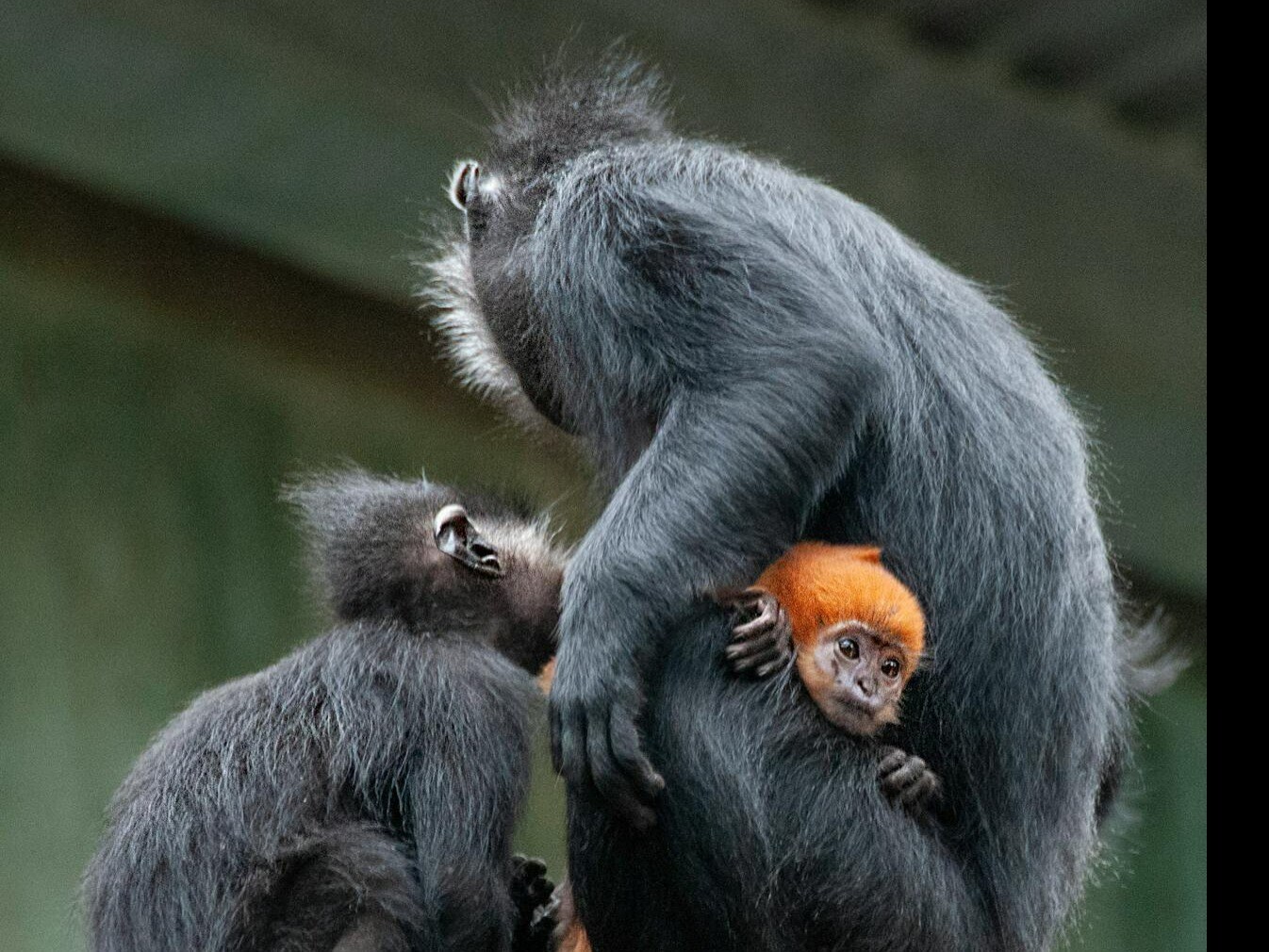 Interesting Facts About Primates
