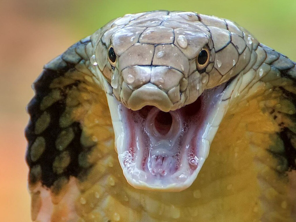 Intriguing Facts About King Cobra