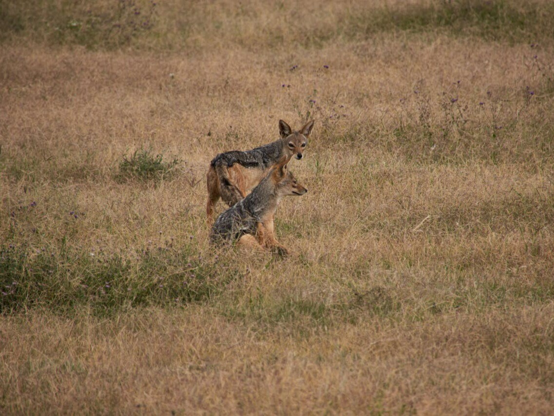 Jackal vs Fox: What's The Difference