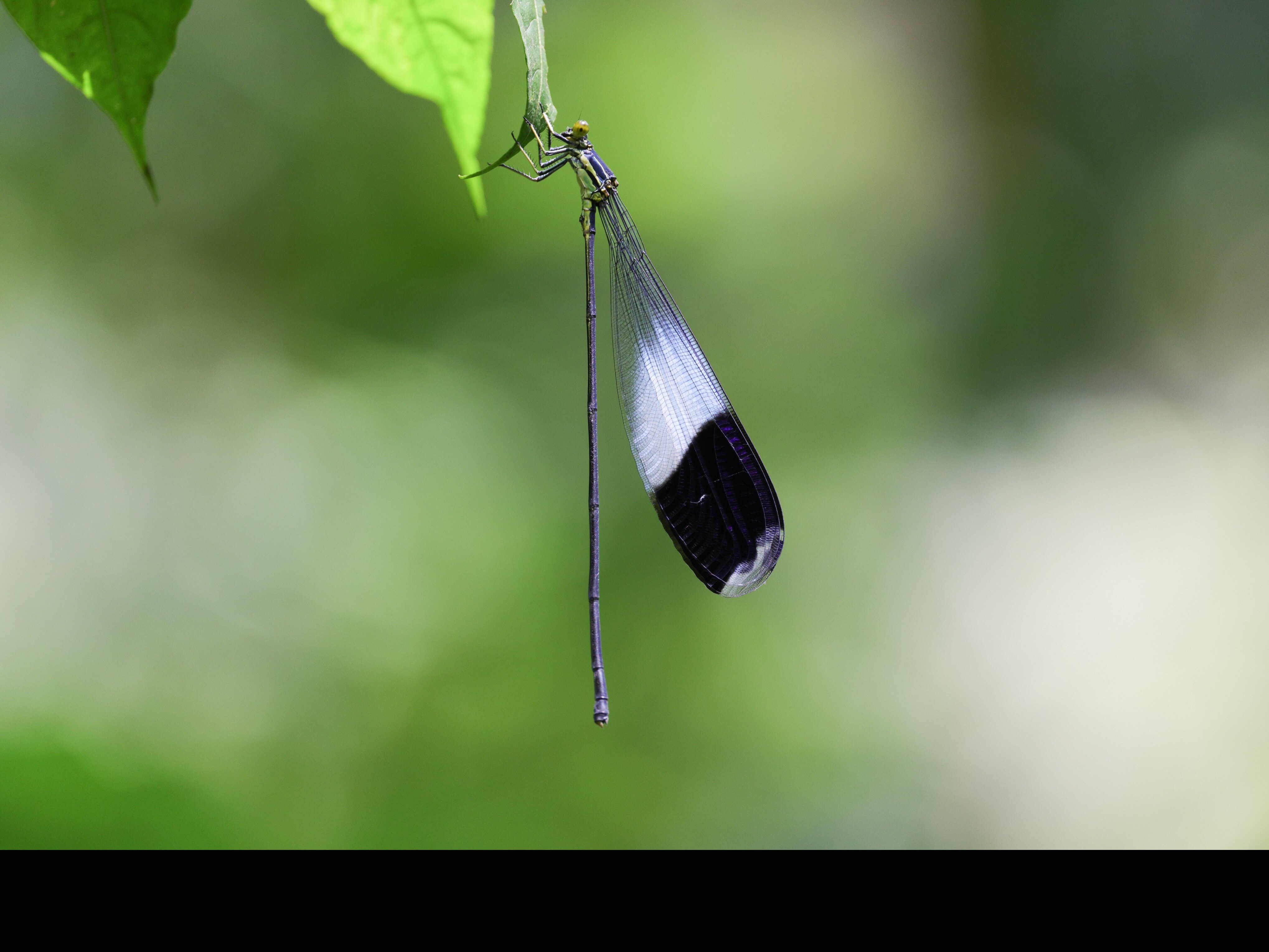 Largest Flying Insects In The World