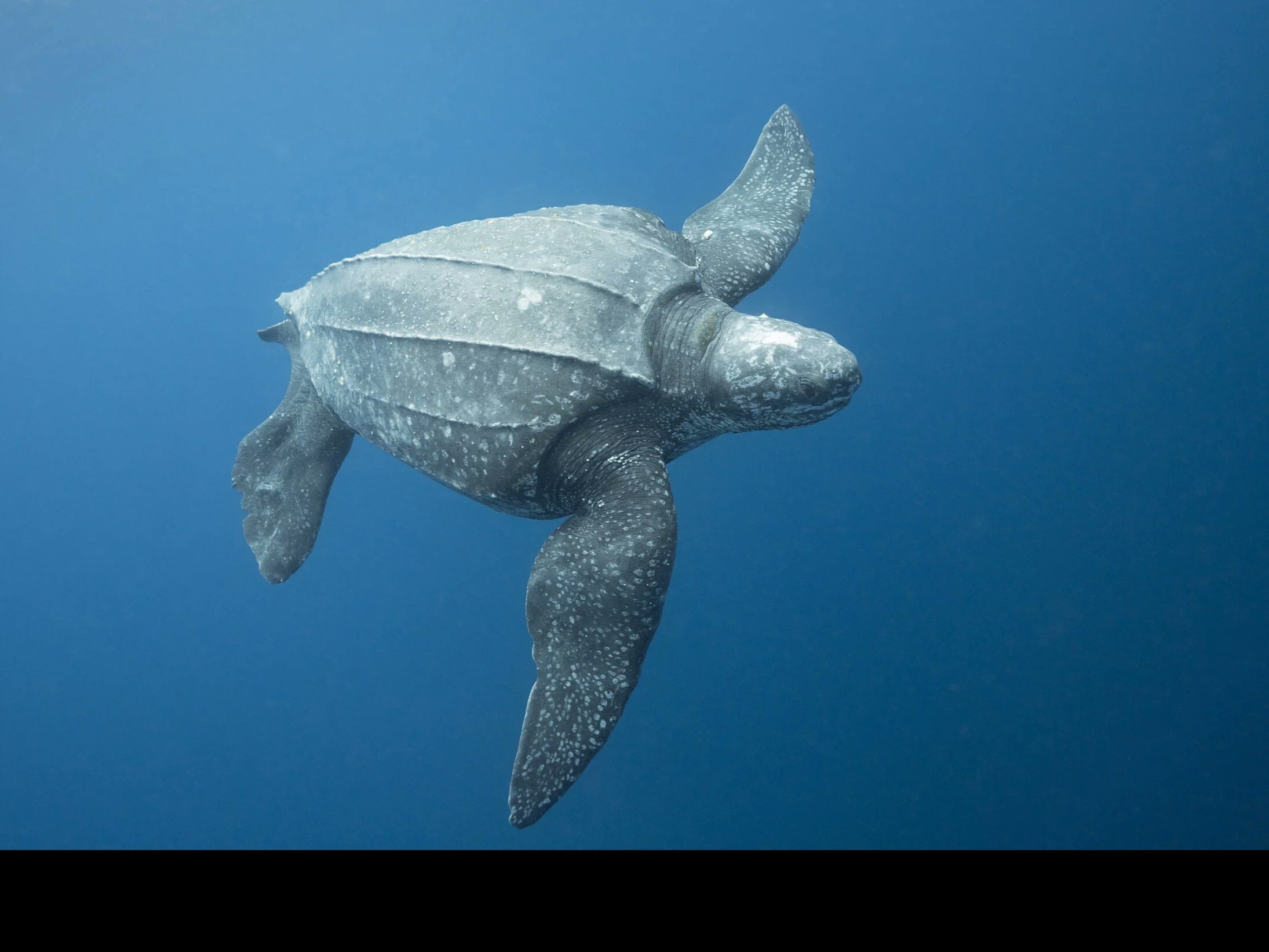 Leatherback Sea Turtle: World's Largest Turtle