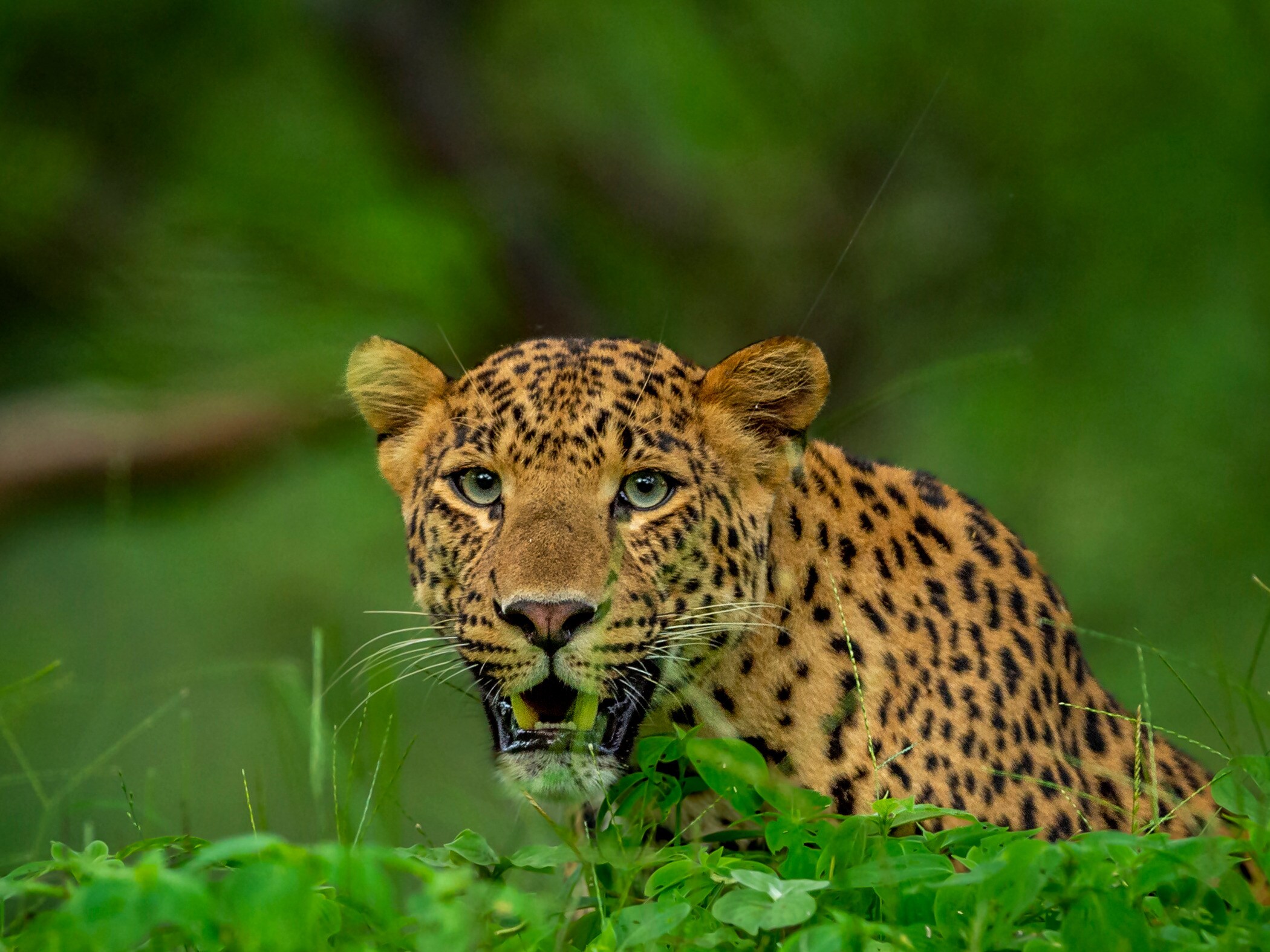Leopard Safari At Mumbai's Sanjay Gandhi National Park