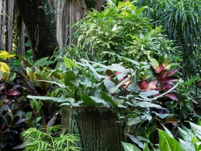 List Of World's Deadliest Plants