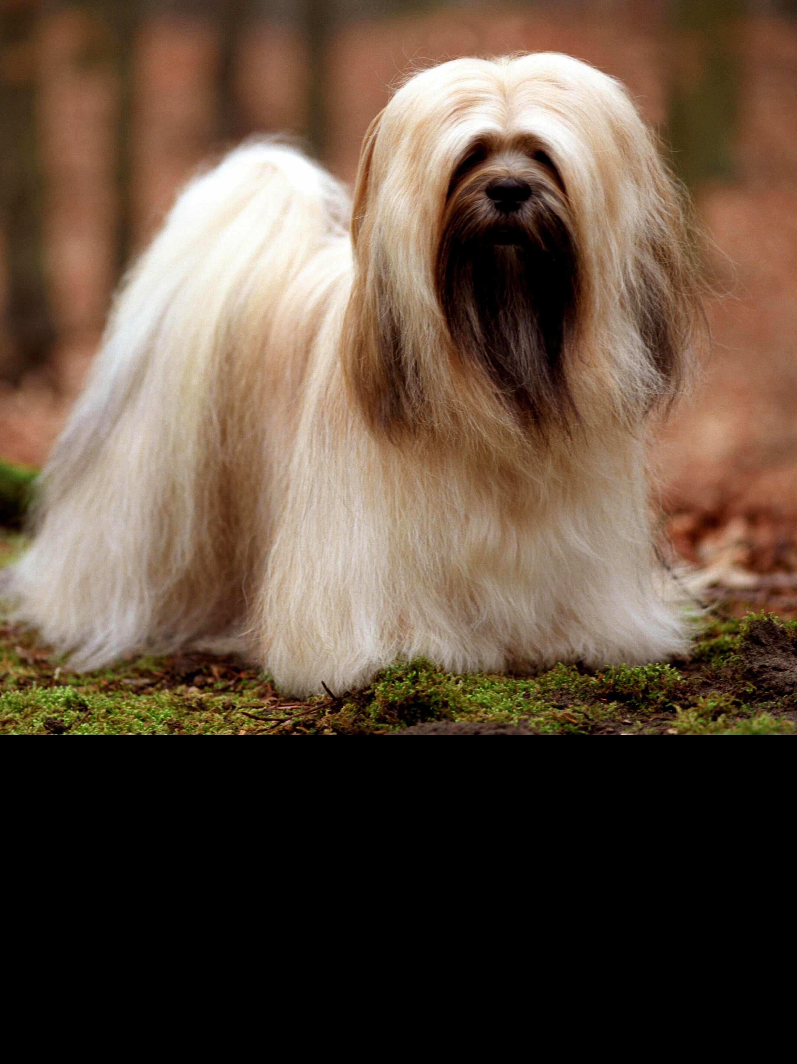 Longest Living Dog Breeds In The World