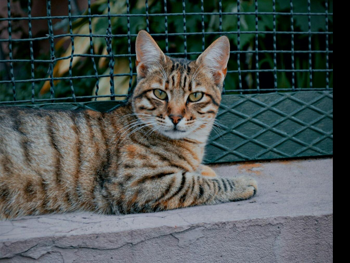 Meet 5 Hybrid Cats In The World
