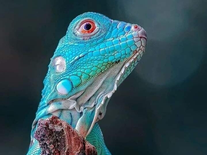 Meet 5 Incredible Blue Creatures