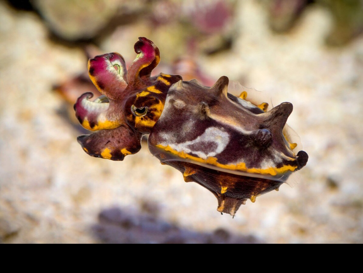 Meet 5 Prettiest Sea Creatures