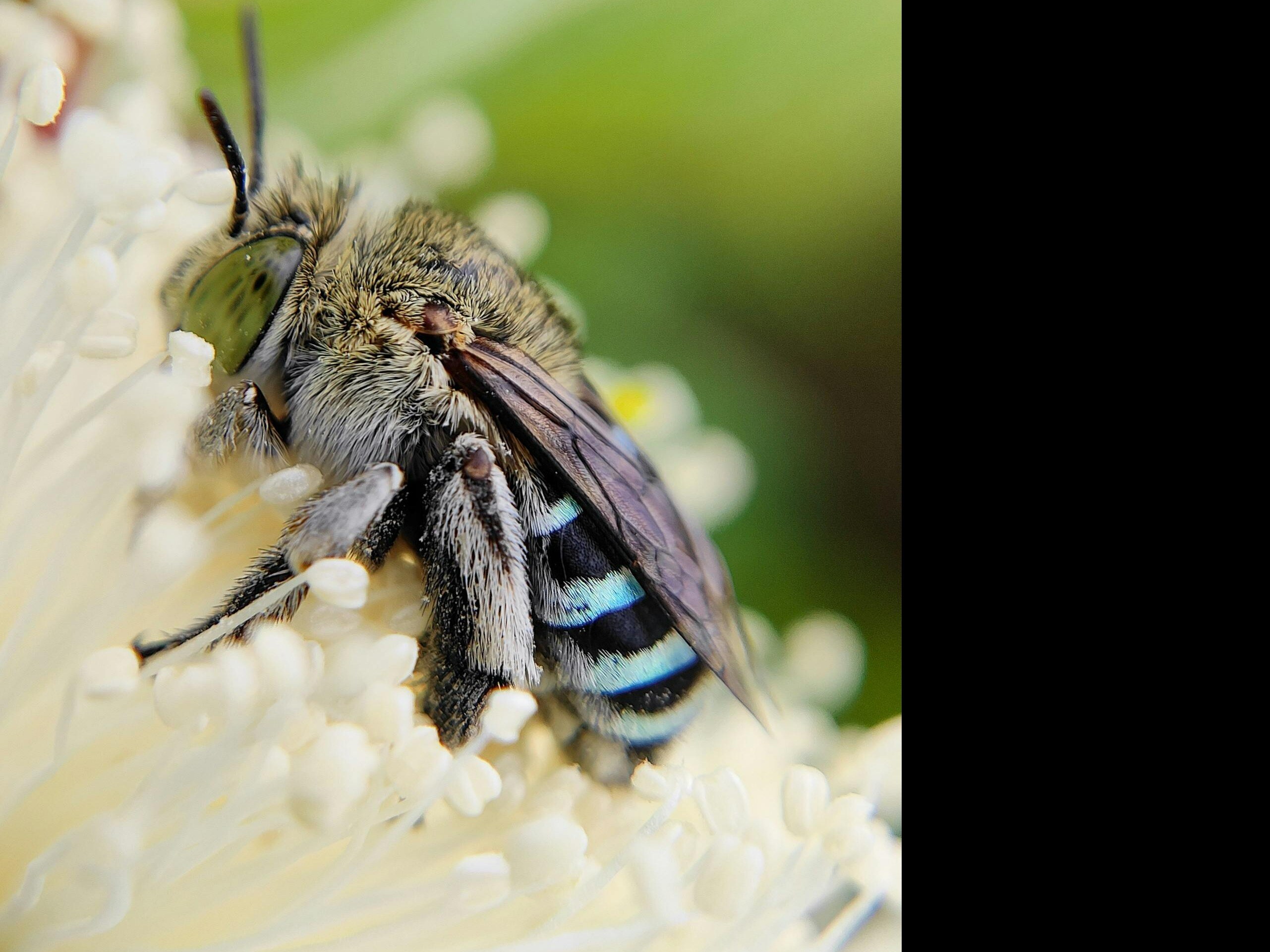 Meet Australia's Most Surreal Bee