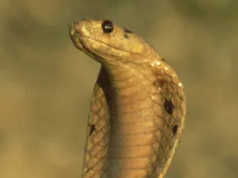 Meet Cape Cobra: Stunning Yet Lethal Predator