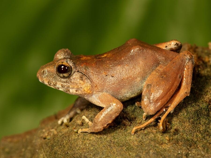 Meet Charles Darwin's Frog, A Rare Indian Species