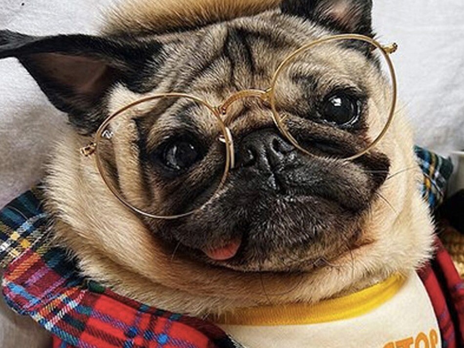 Meet Doug: The Animal Star