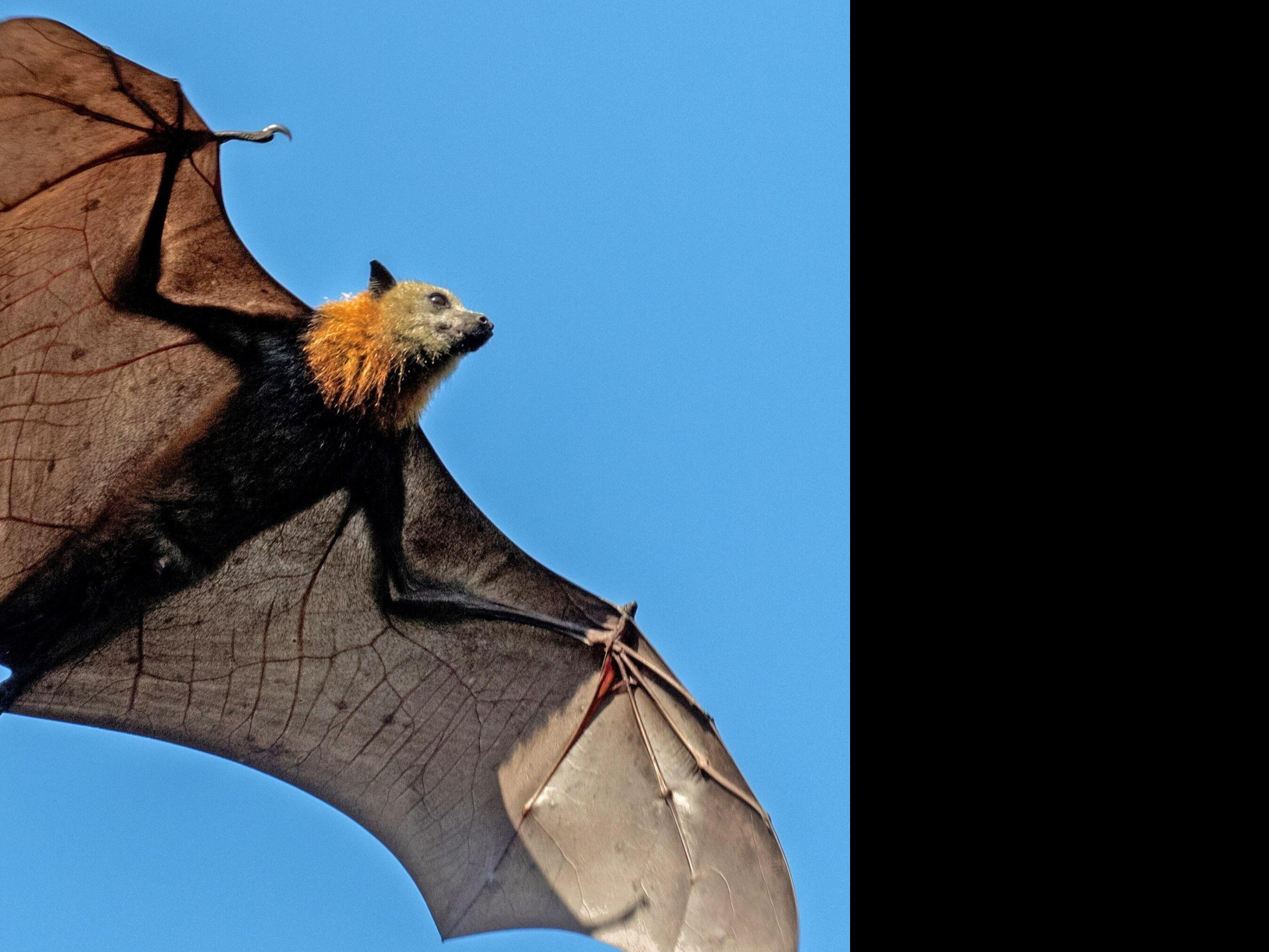 Biggest Bats Size