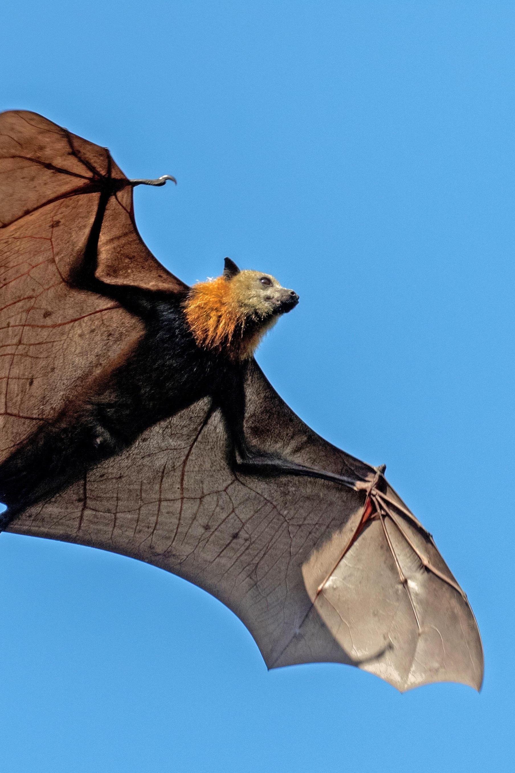 Biggest bat in the world store
