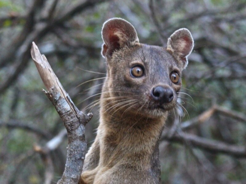 Meet Fossa: Madagascar's Ferocious Predator