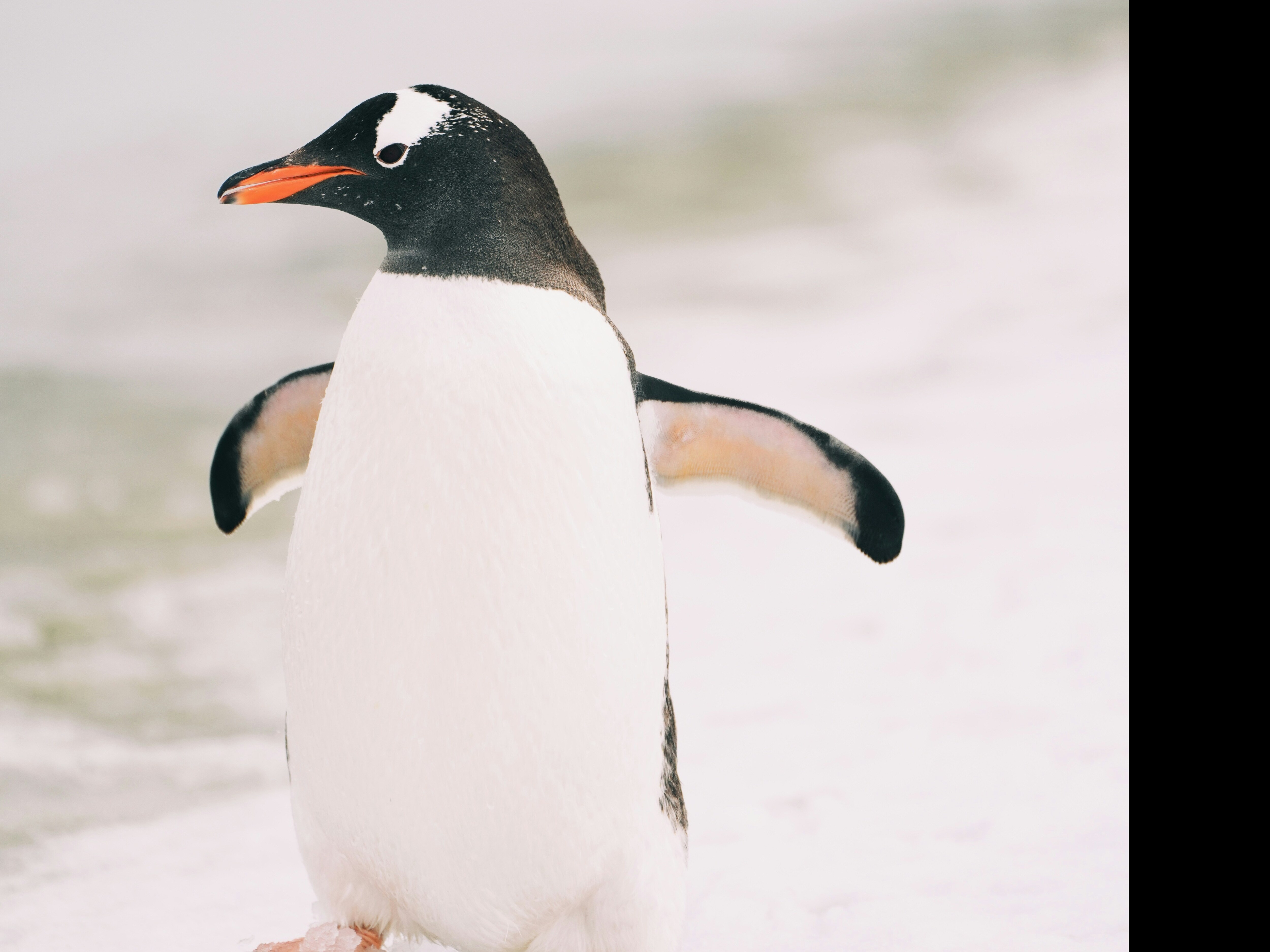 Meet Gentoo: The World’s Fastest Penguin