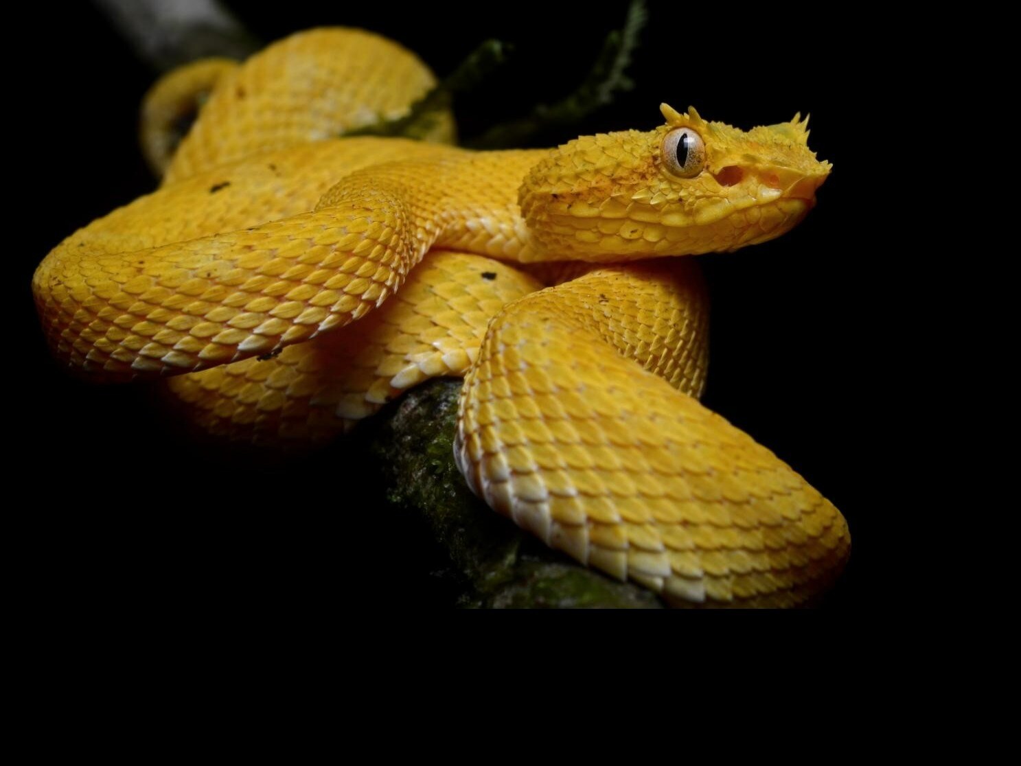 Meet Golden Lancehead: Extremely Venomous Pit Viper