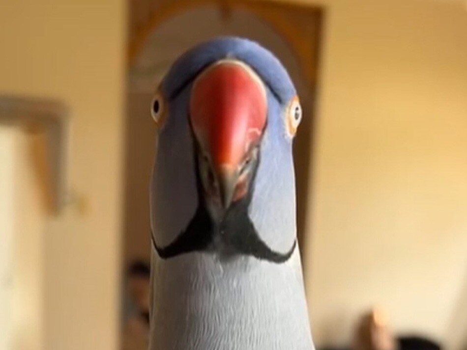 Meet Hamlet, The Talking Parrot