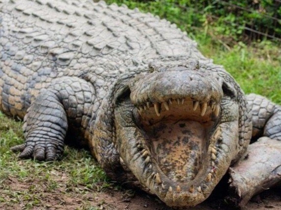 Meet Henry, World's Oldest Crocodile