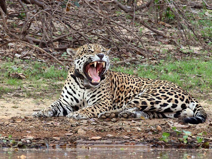 Jaguar - Big Cat With The Strongest Bite