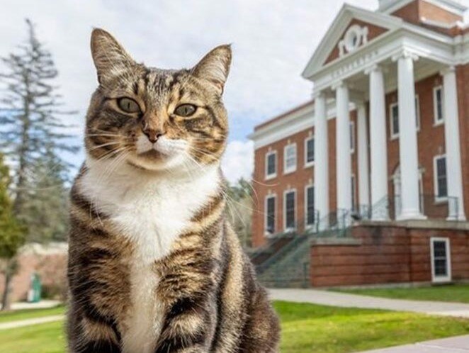Meet Max, The Cat Receiving Doctorate