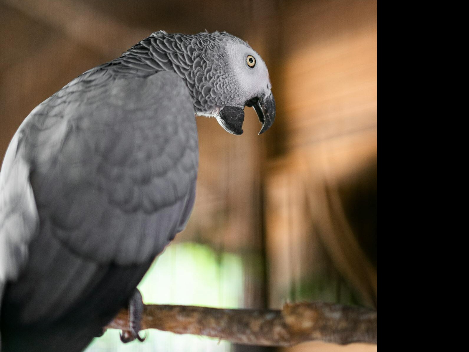 Meet One Of World's Most Intelligent Birds