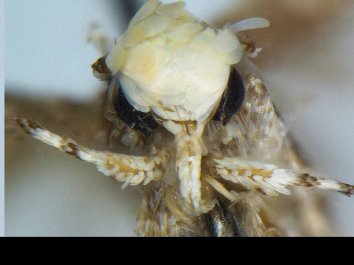 Meet The Animal Named After Donald Trump