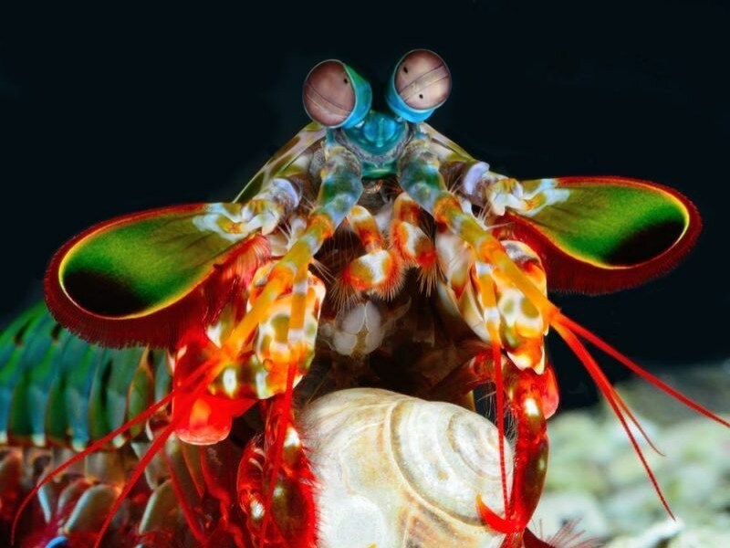 Meet The Animal With Most Powerful Punch