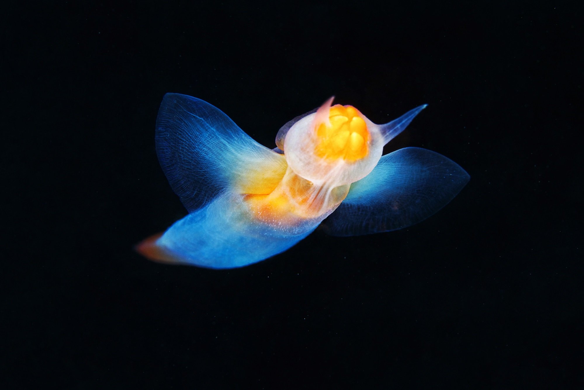 Ever seen an angel fly underwater? Meet the Sea Angel, the ghostly ...