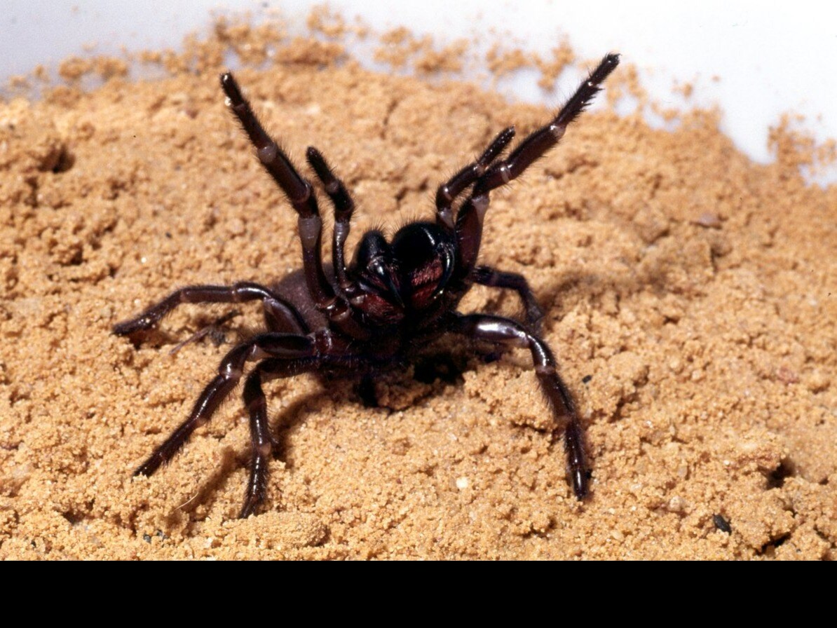 Meet The Deadliest Spider In The World