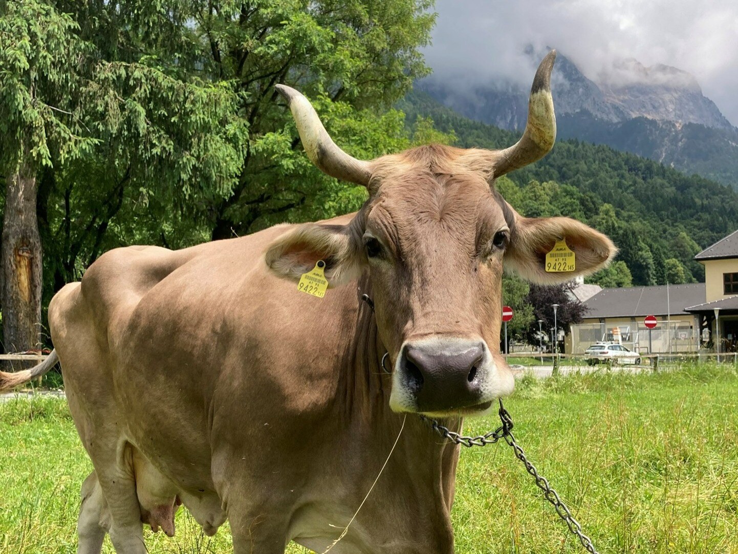 Meet The First Cow Known To Use Tools