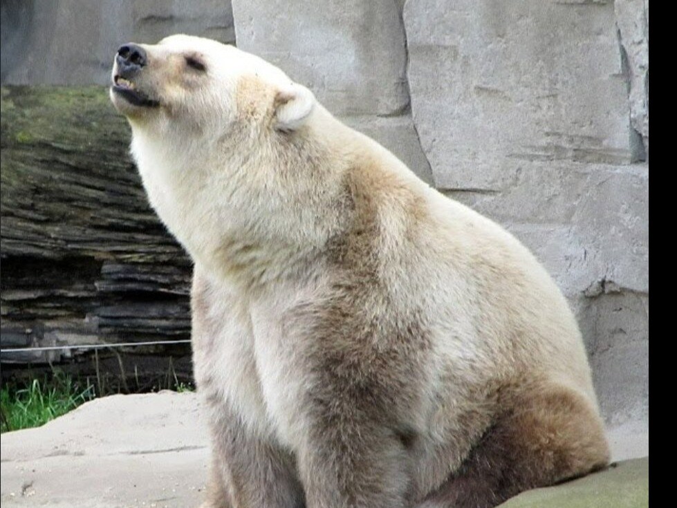 Meet The Hybrid Offspring Of Grizzly And Polar Bear