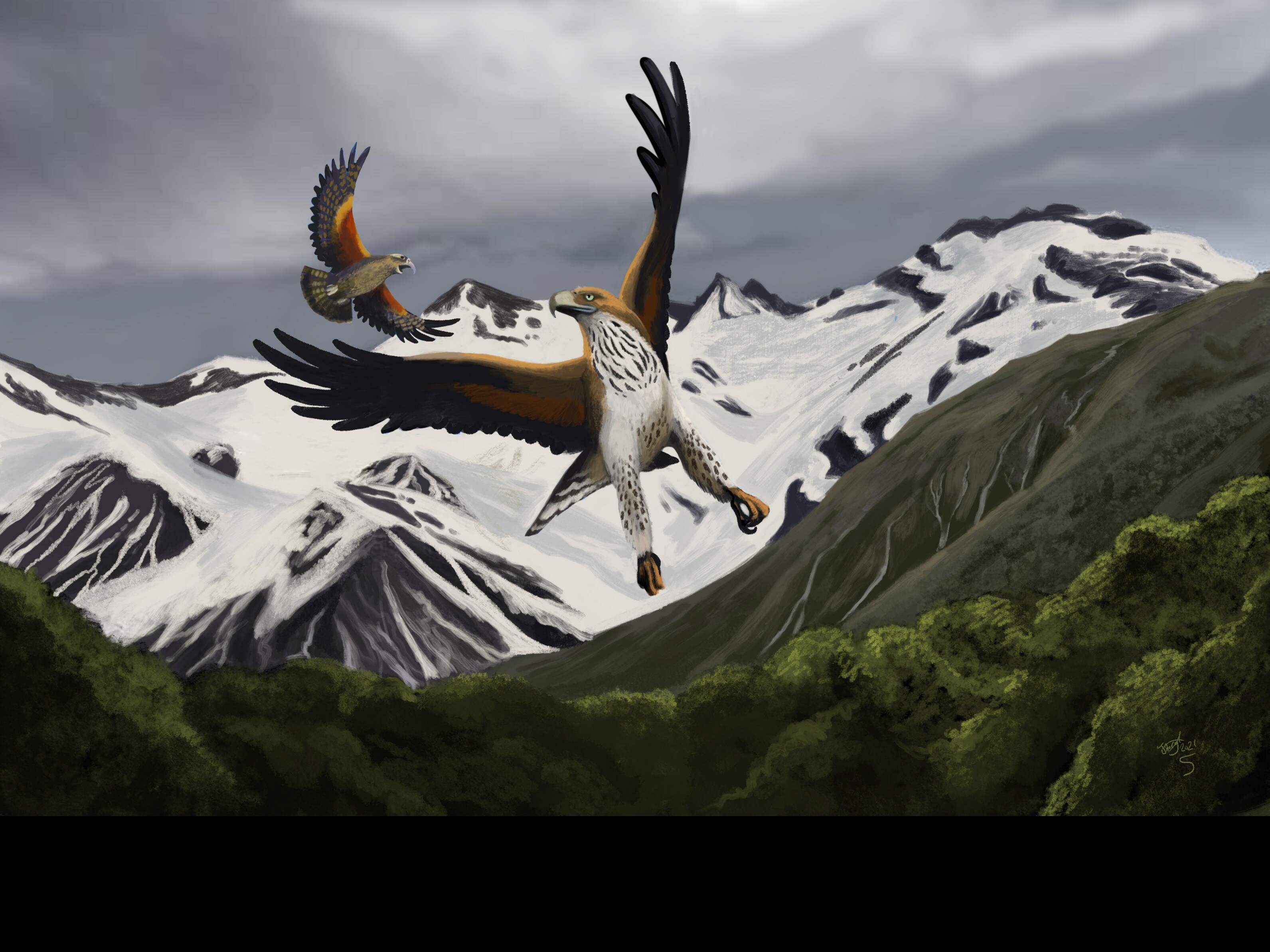 Meet The Largest Eagle Ever: It Went Extinct 500 Years Ago