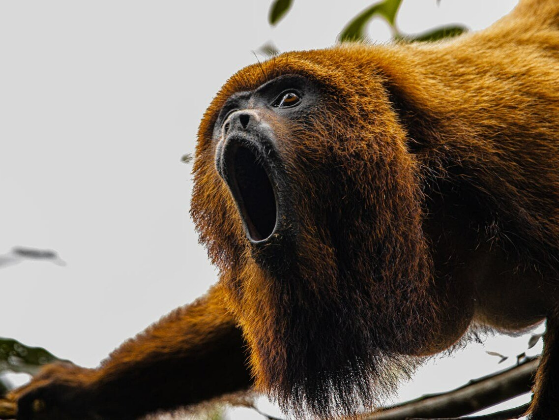 Meet The Loudest Monkey On Earth