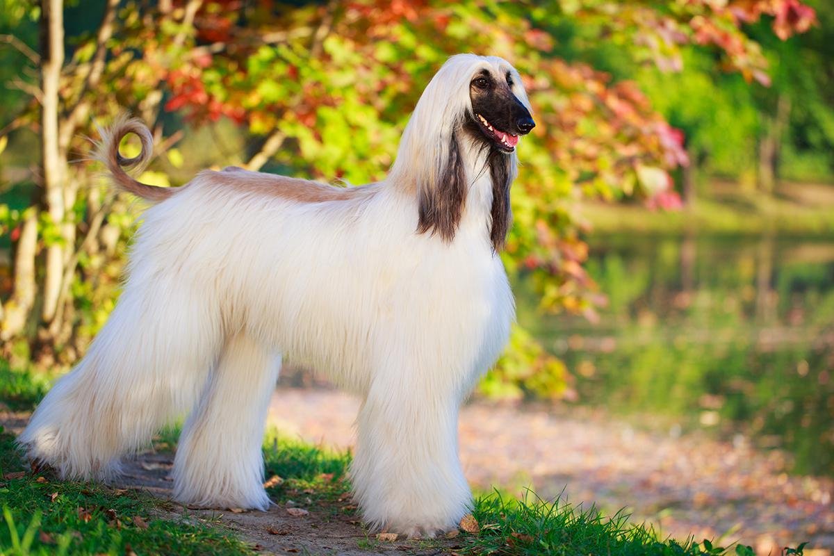 Which Is The Most Expensive Pet