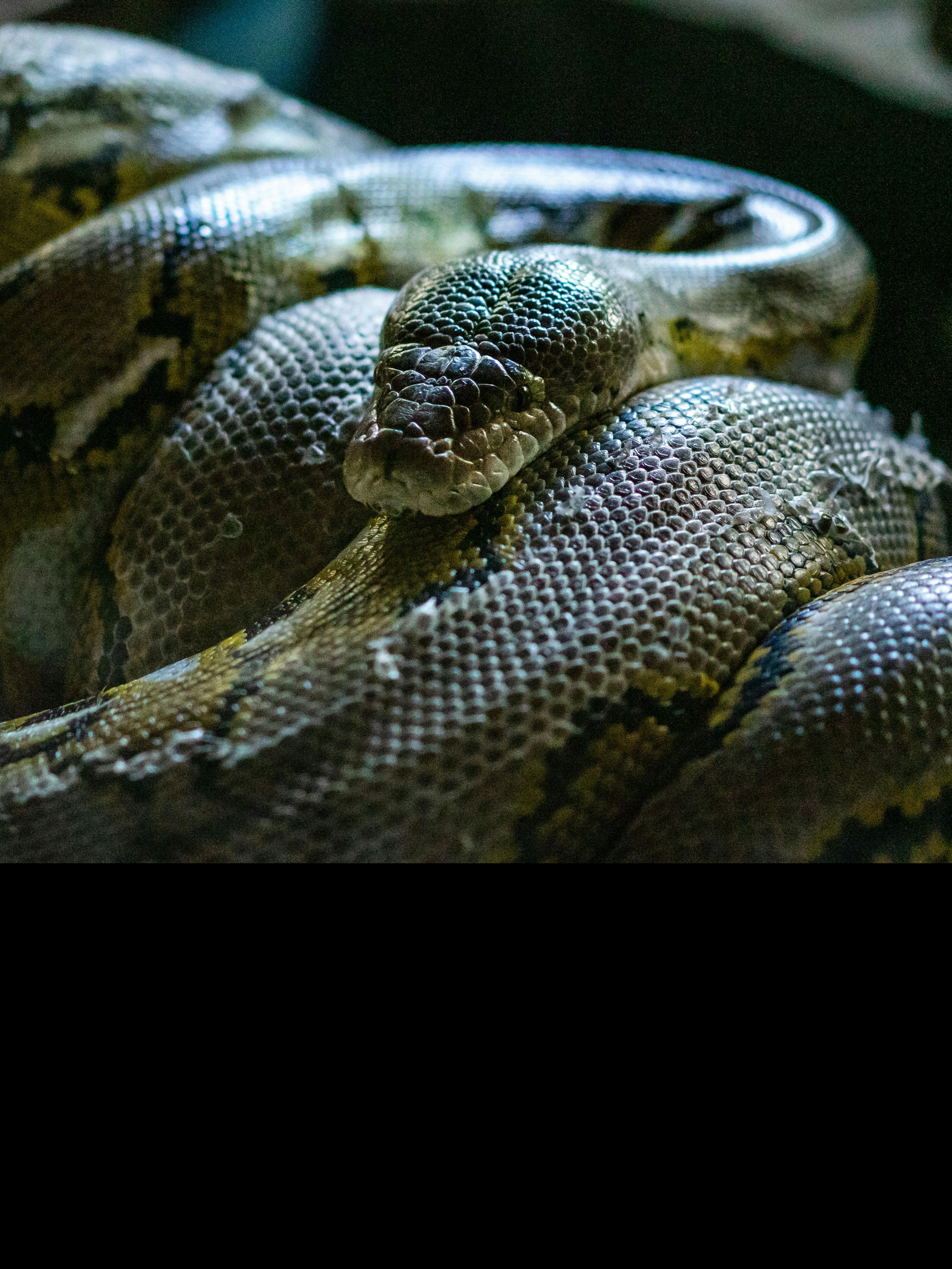 Meet The World's Longest And Heaviest Snake