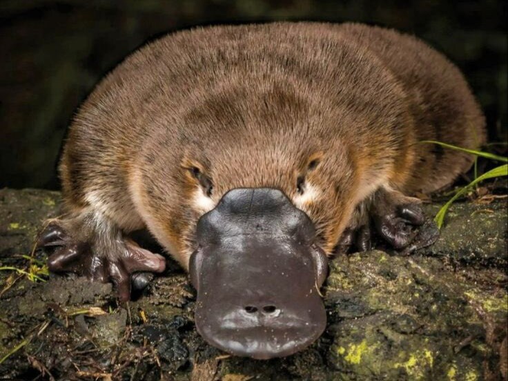 Meet The World's Most Confusing Animal