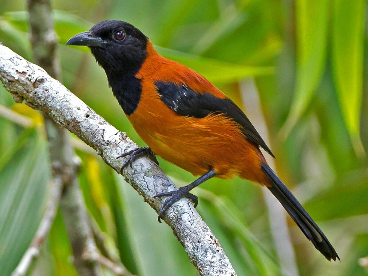 Meet The World's Only Toxic Bird